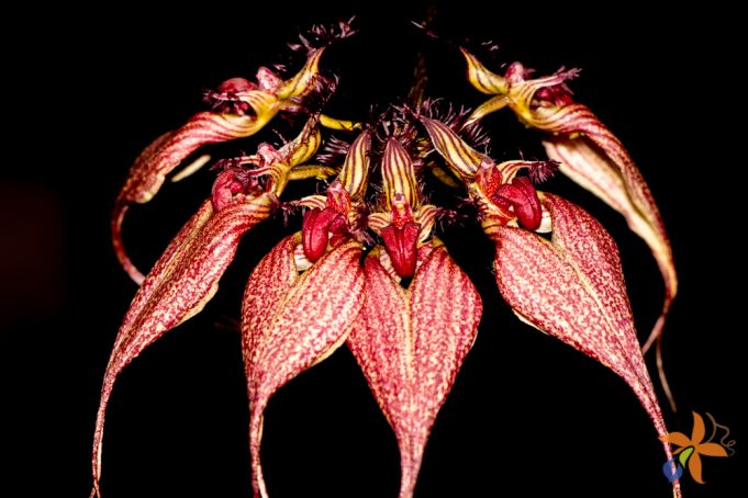 Bulbophyllum rothschildianum - orquideas.eco.br